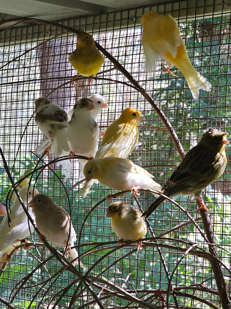 Border Fancy Canary Babies – Sarah's Cuddly Canaries & Parrots