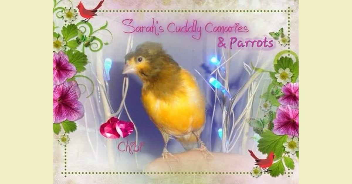 Sarah's Cuddly Canaries & Parrots